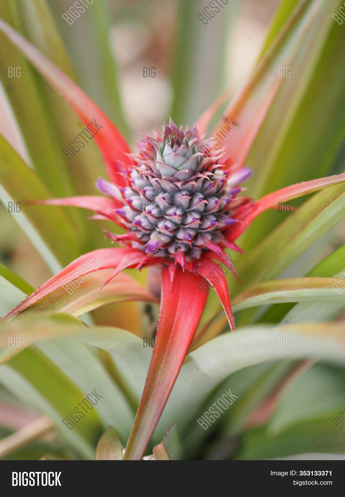 Pineapple Tree Bearing Image & Photo (Free Trial) | Bigstock