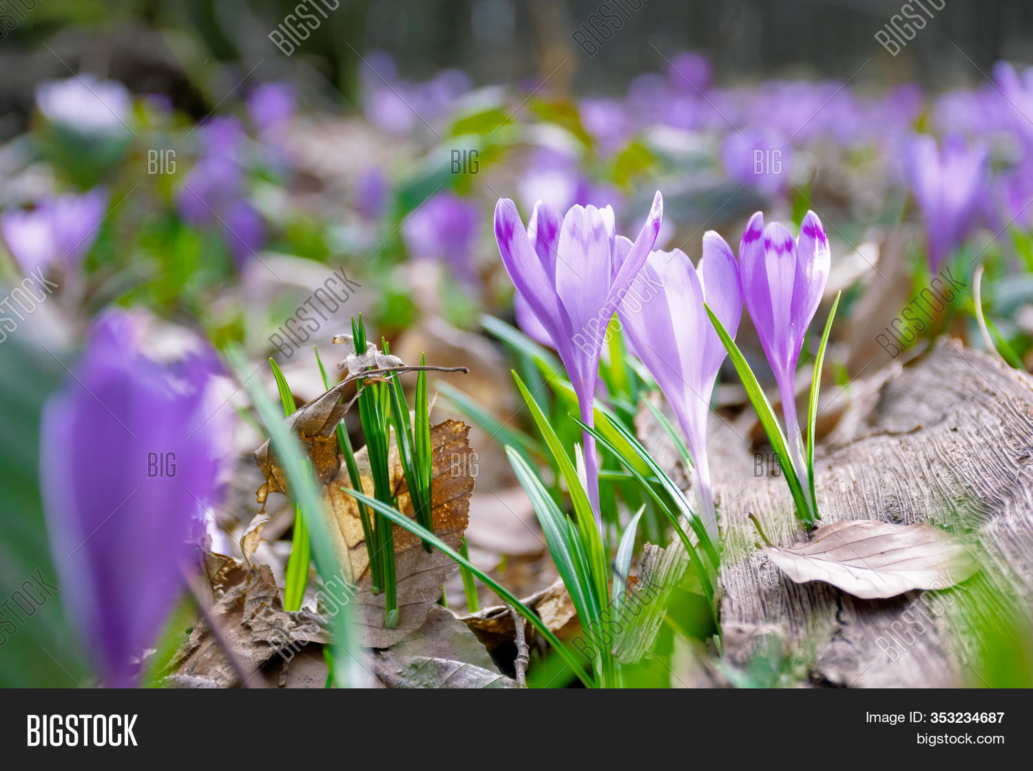 Crocus Flower Forest. Image & Photo (Free Trial) | Bigstock