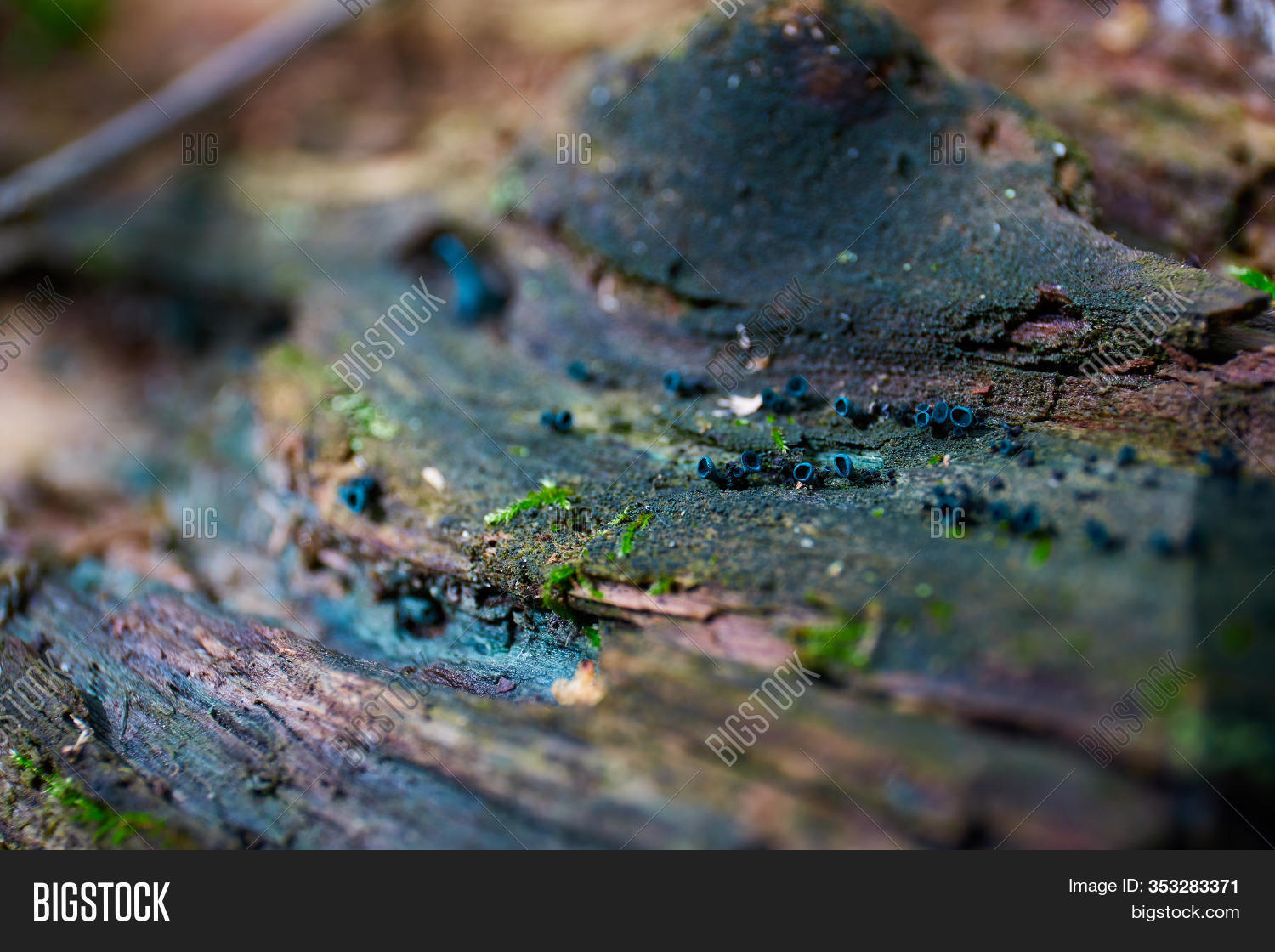 Rotting Tree Structure Image & Photo (Free Trial) | Bigstock
