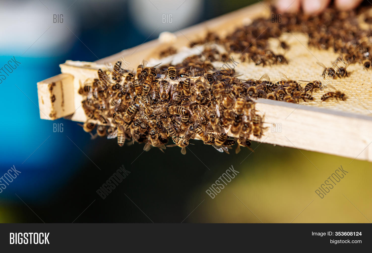 Beekeeper Working Bees Image & Photo (Free Trial) | Bigstock