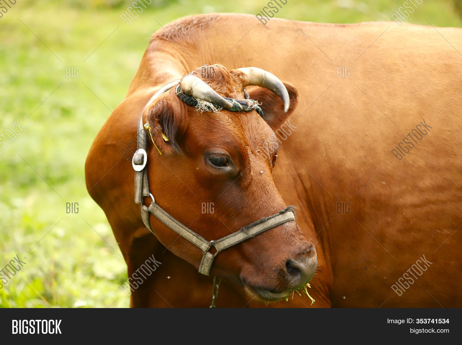 Portrait Red Cow. Image & Photo (Free Trial) | Bigstock
