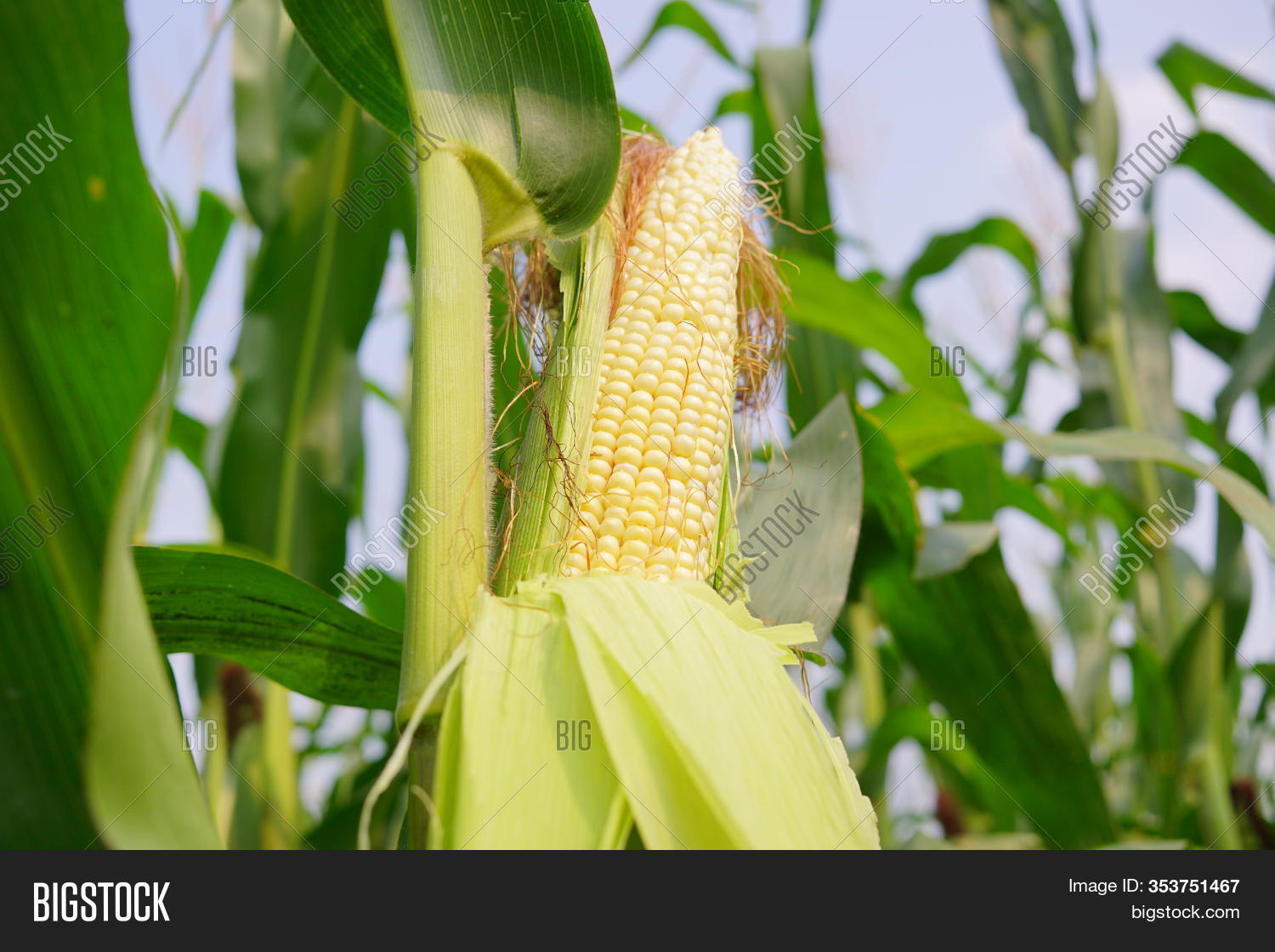 Corn Pods On Corn Image & Photo (Free Trial) | Bigstock