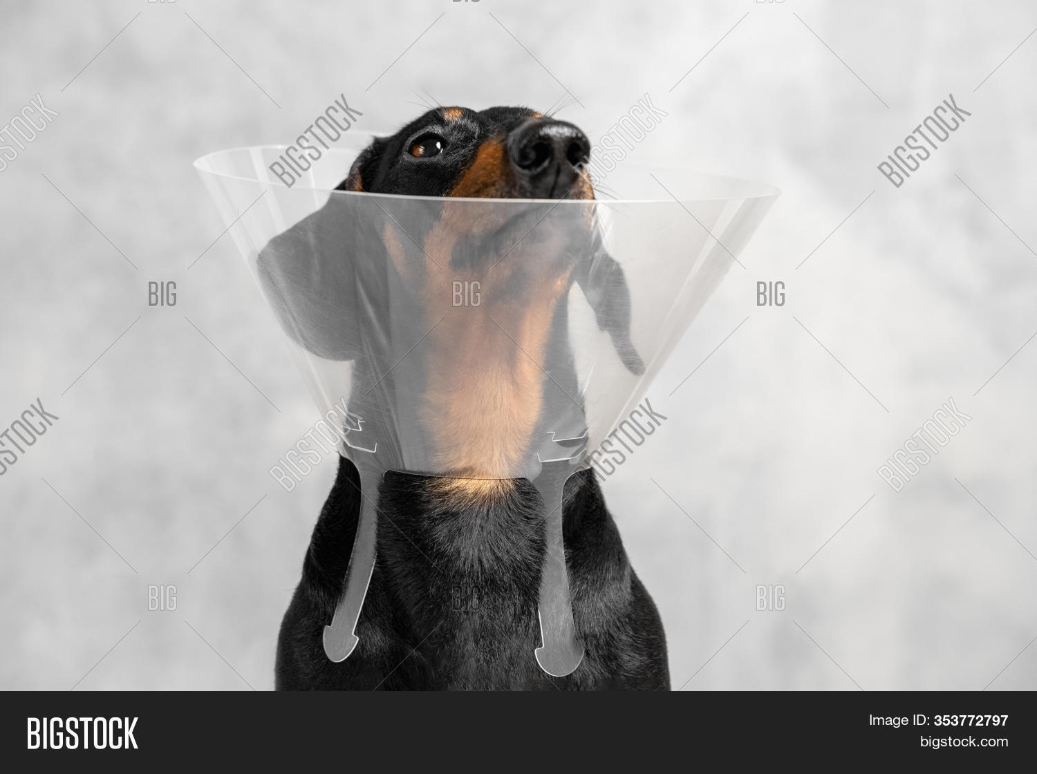 Sick Dog Dachshund Image & Photo (Free Trial) | Bigstock