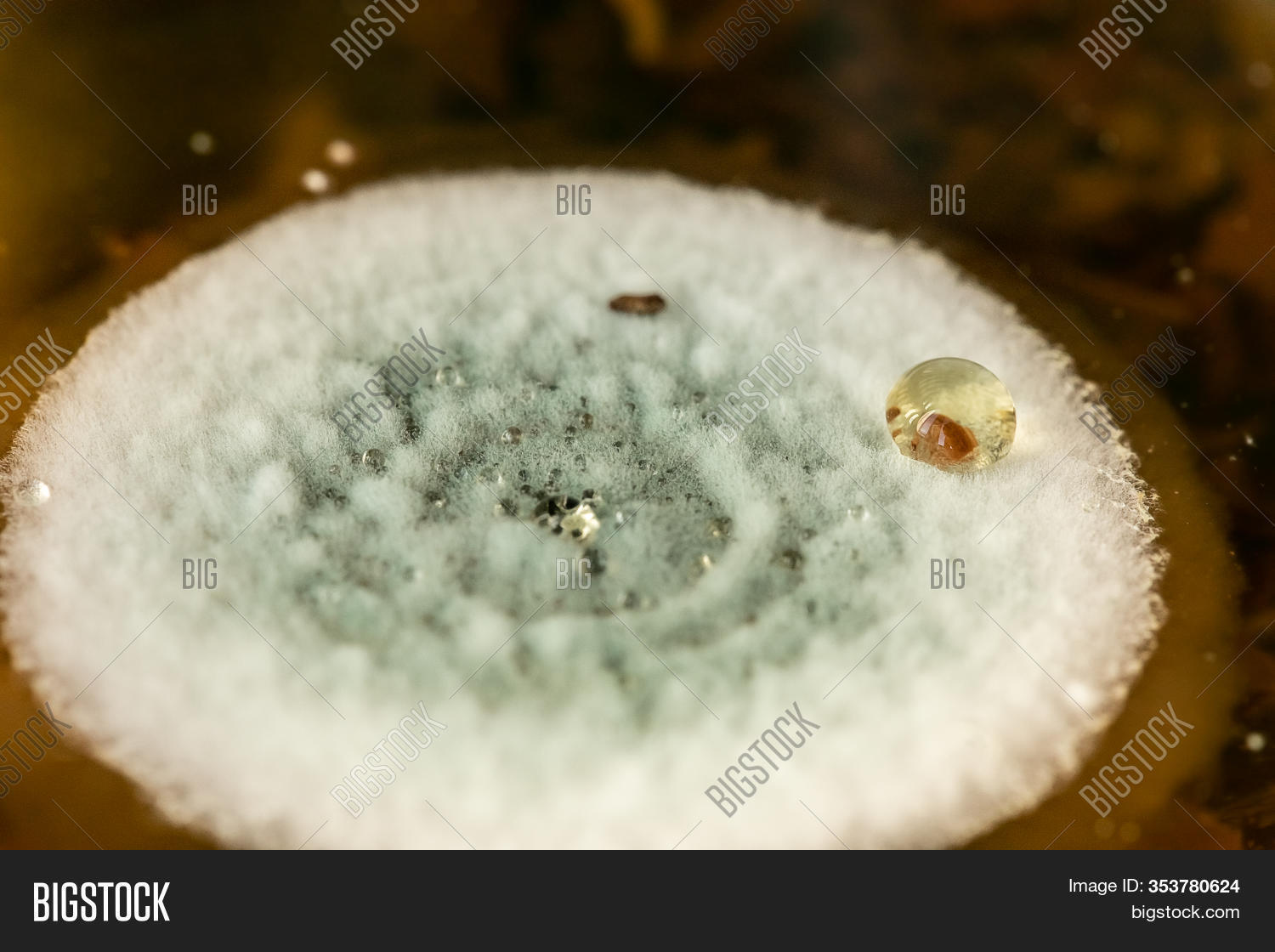 Fungus On Food Image & Photo (Free Trial) | Bigstock