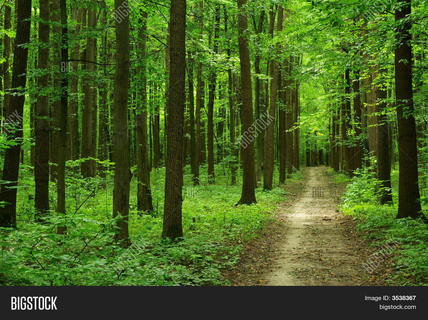 Forest Path Image & Photo (Free Trial) | Bigstock