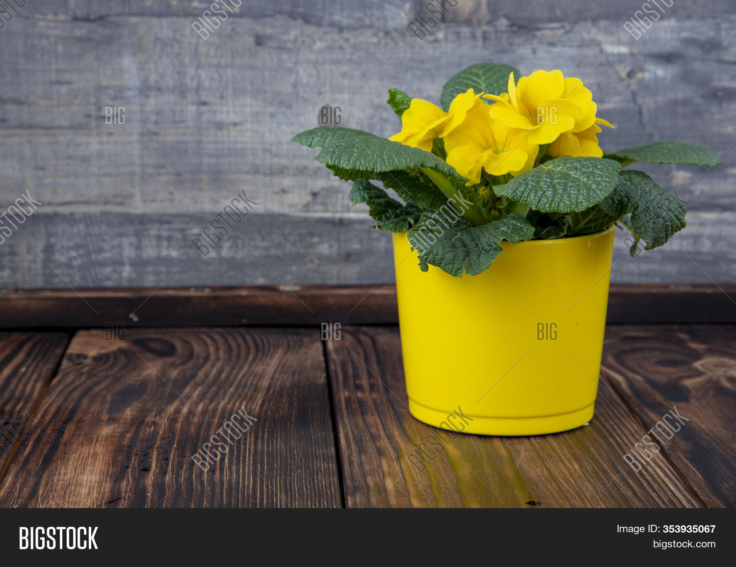 One Bright Yellow Image & Photo (Free Trial) | Bigstock