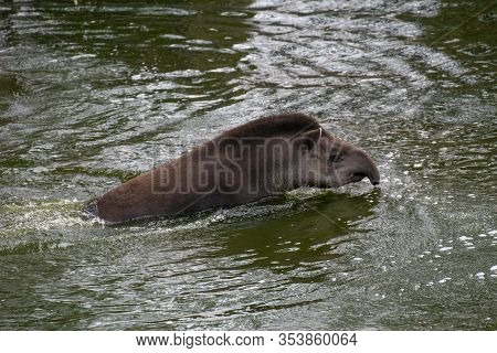 Tapir Images, Illustrations & Vectors (Free) - Bigstock
