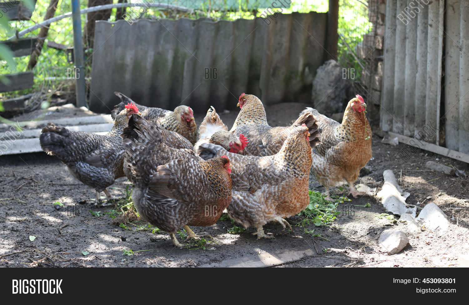 Chicken Poultry Farm Image & Photo (Free Trial) | Bigstock