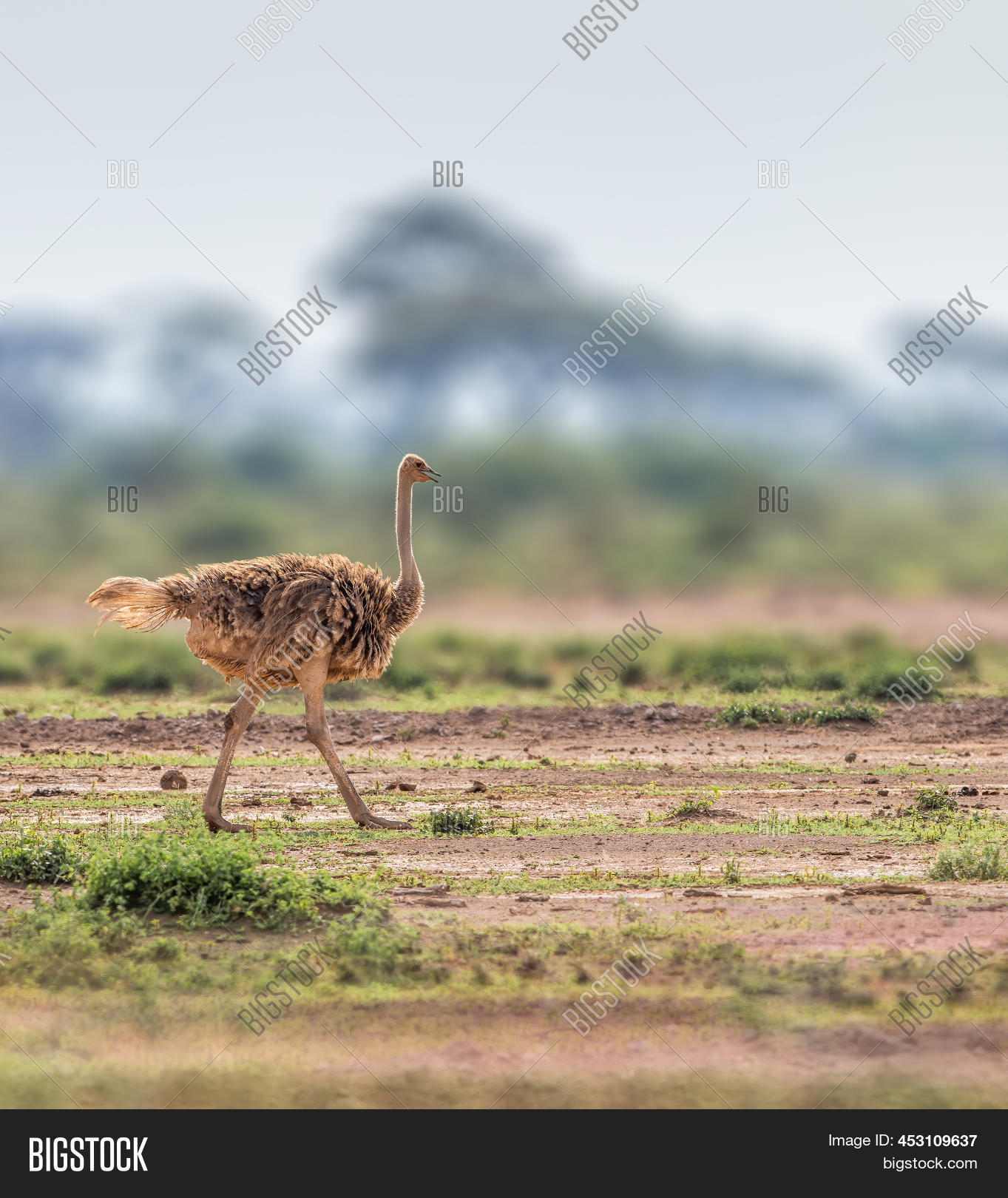 Ostrich Strutting Image & Photo (Free Trial) | Bigstock