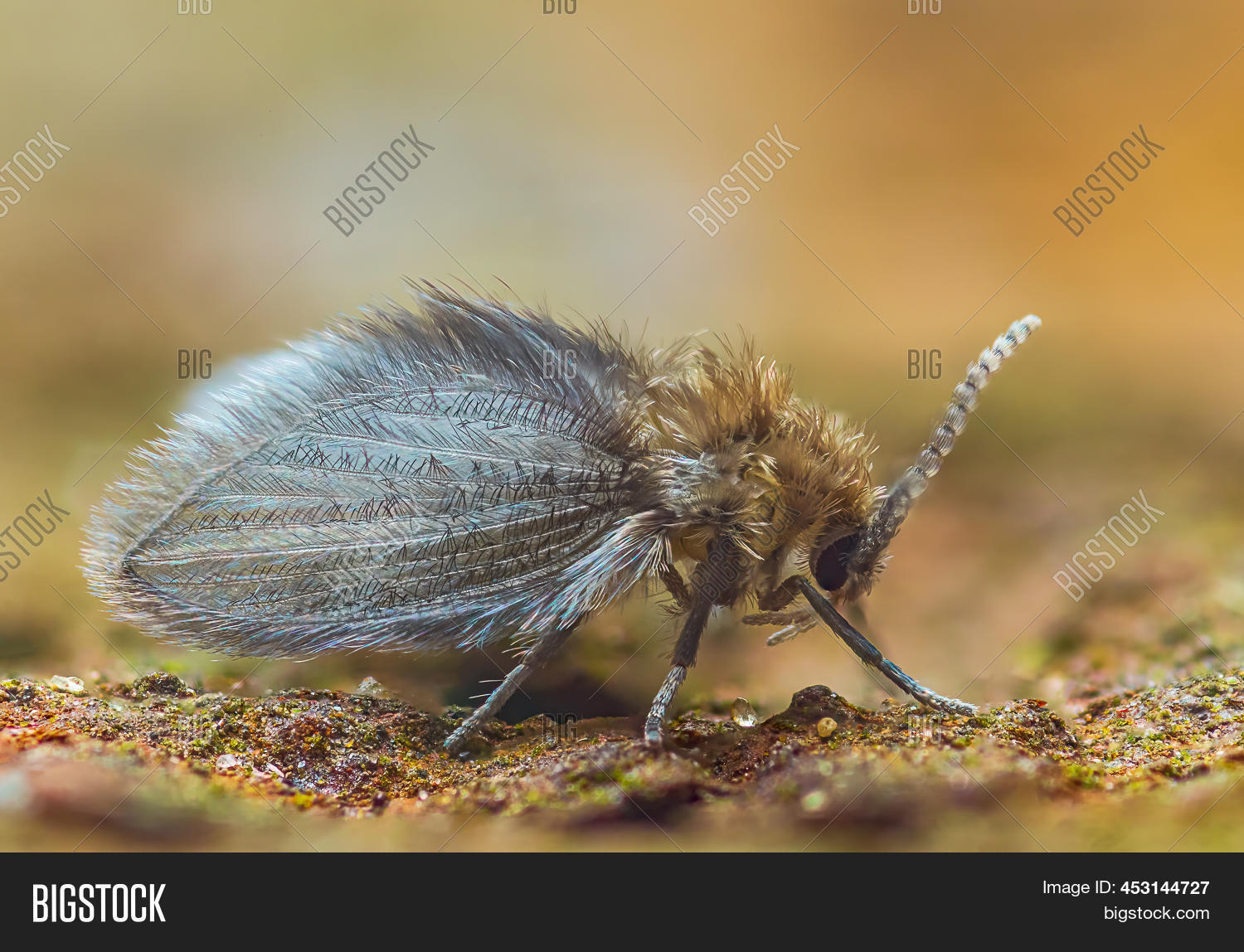 Trickling Filter Fly Image & Photo (Free Trial) | Bigstock