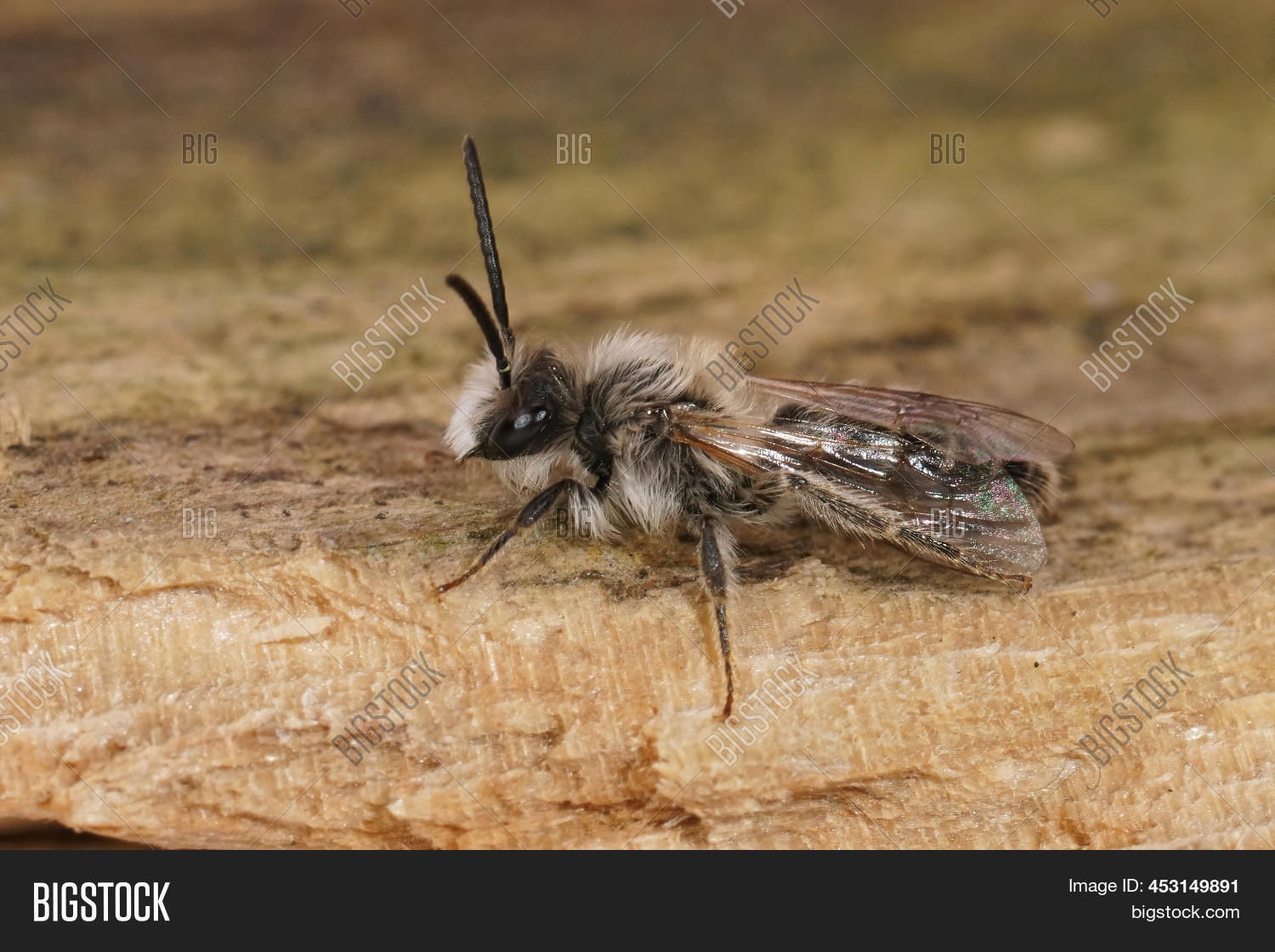 Closeup On Small White Image & Photo (Free Trial) | Bigstock
