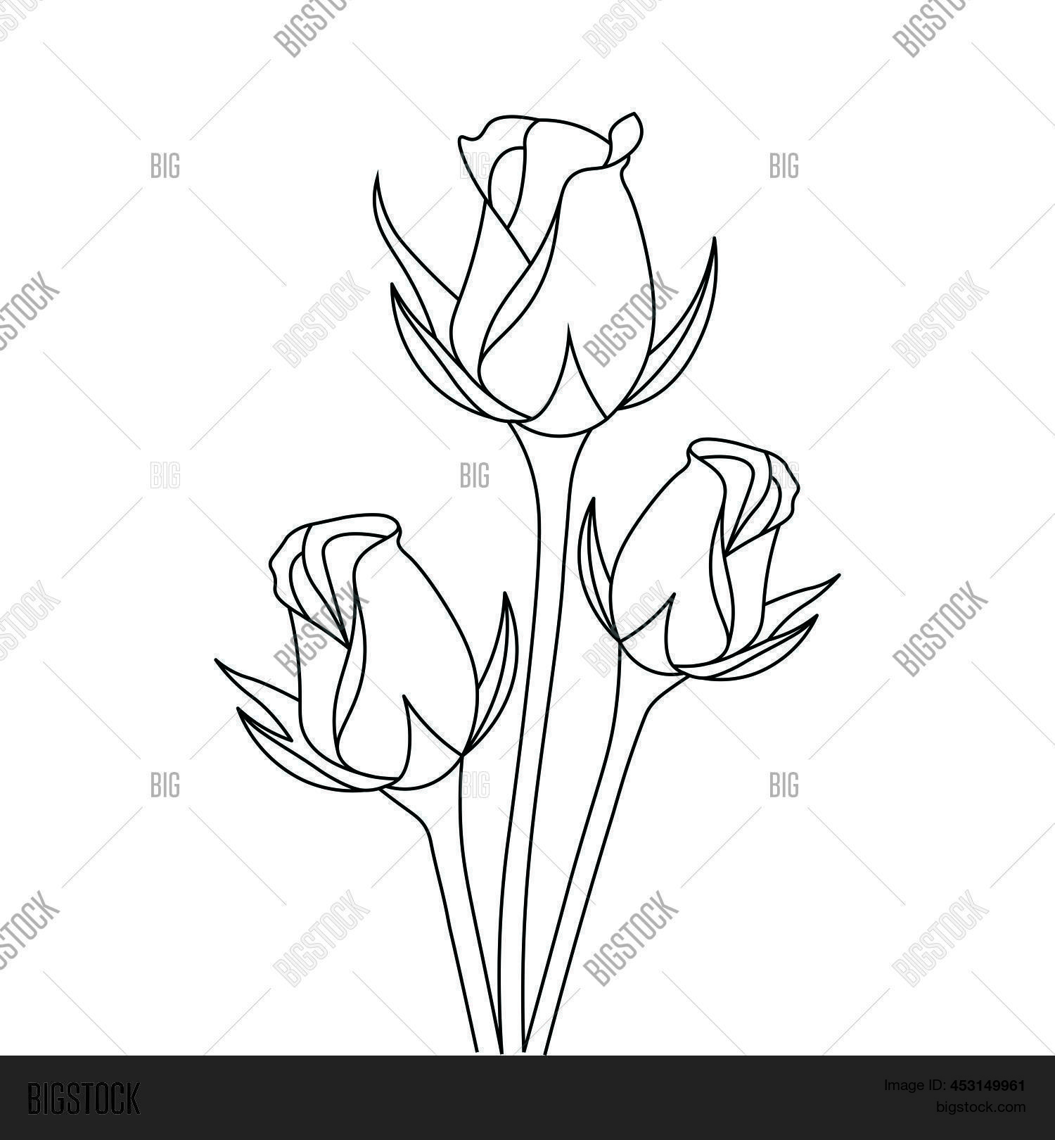 Rose Flower Bud Line Vector & Photo (Free Trial) | Bigstock