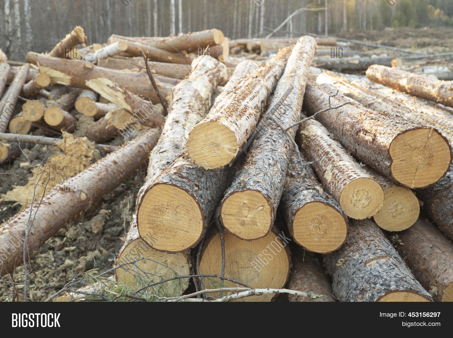 Harvesting Wood. Plot Image & Photo (Free Trial) | Bigstock
