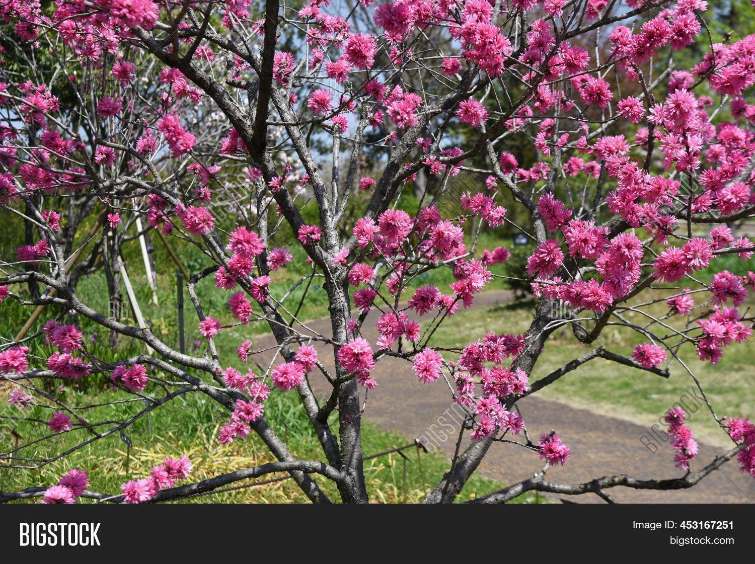 Amygdalus Persica Image & Photo (Free Trial) | Bigstock