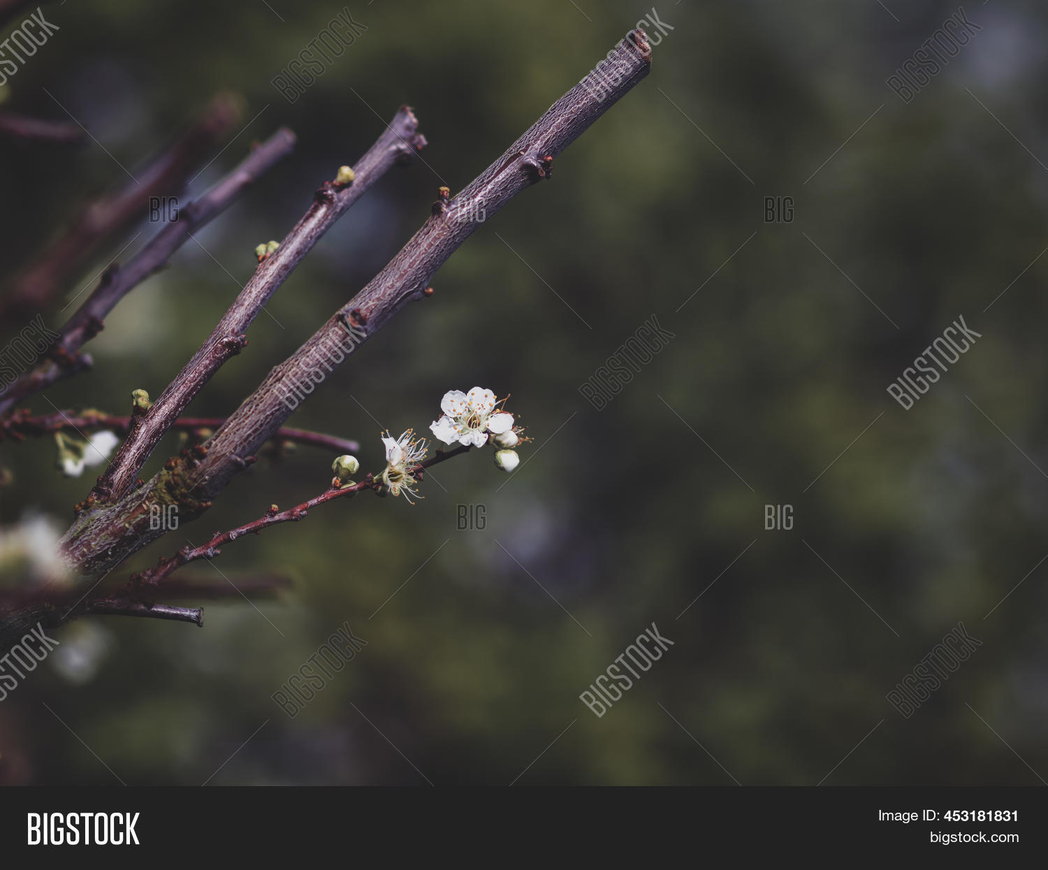 Detail Sloe Tree Image & Photo (Free Trial) | Bigstock