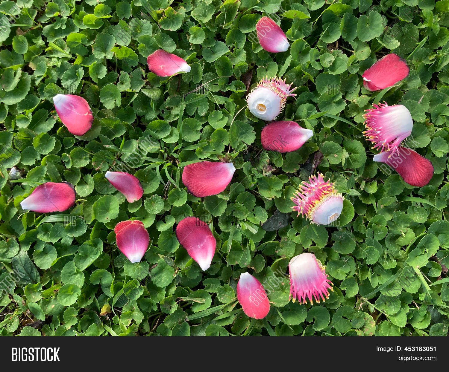Falling Pink Flowers Image & Photo (Free Trial) | Bigstock