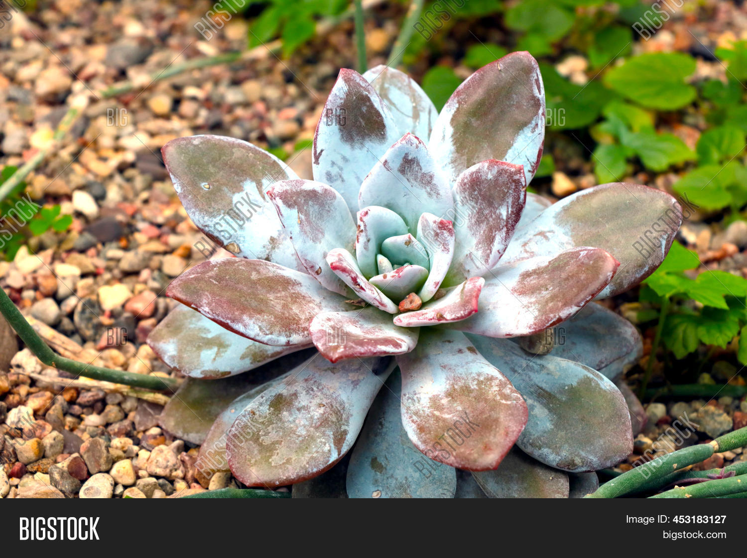 Succulents Plants Image & Photo (Free Trial) | Bigstock