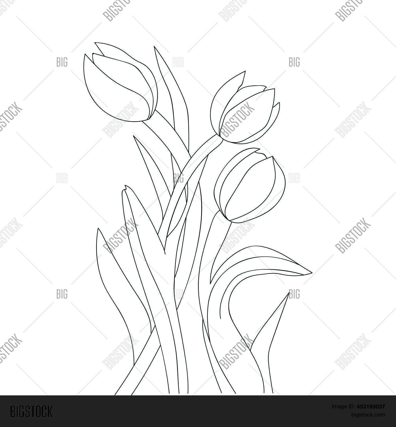 Sketch Flower Contour Vector & Photo (Free Trial) | Bigstock