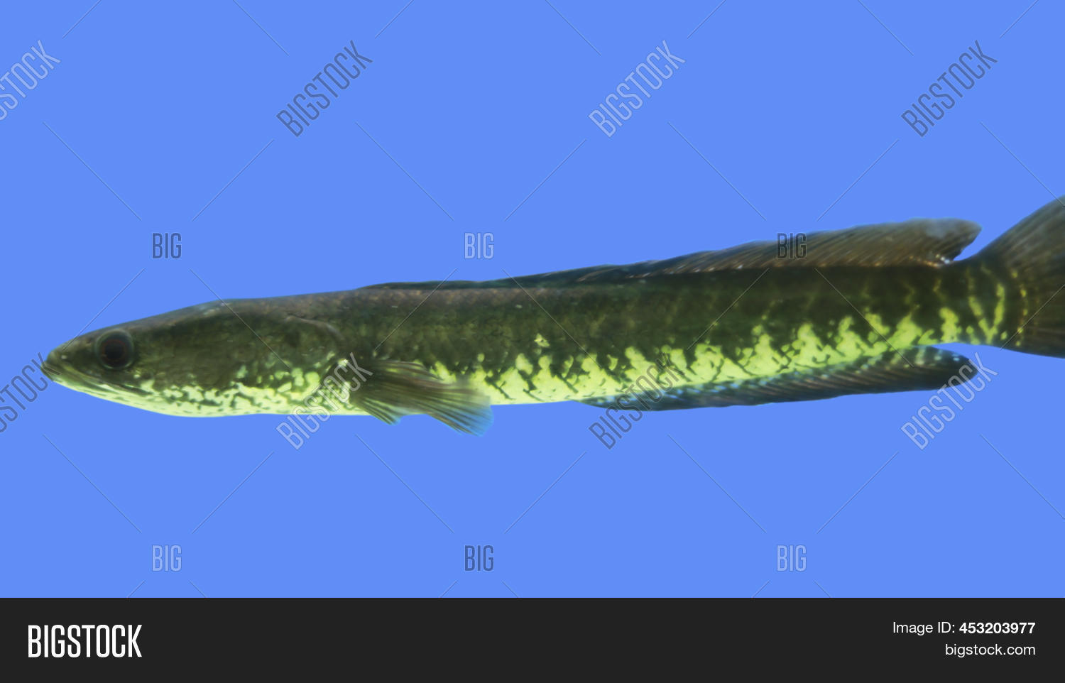 Snake Head Murrel Fish Image & Photo (Free Trial) | Bigstock