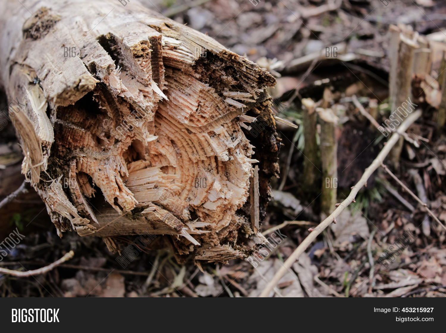 Broken Birch Tree. Image & Photo (Free Trial) | Bigstock