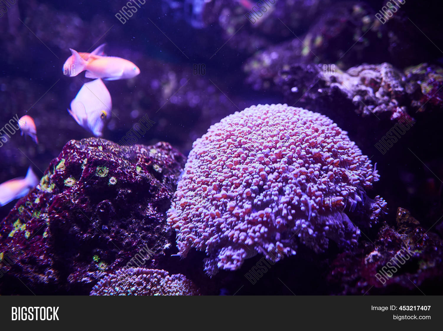 Underwater World Red Image & Photo (Free Trial) | Bigstock
