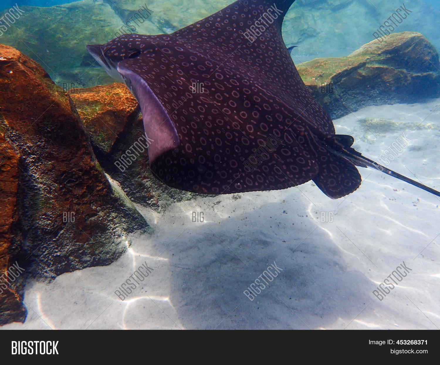 Underwater Photo Eagle Image & Photo (Free Trial) | Bigstock