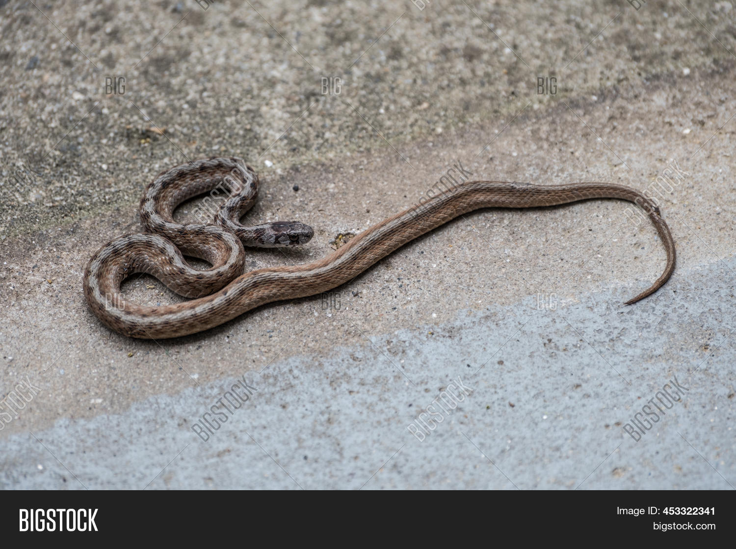 Adult Dekay's Brown Image & Photo (Free Trial) | Bigstock