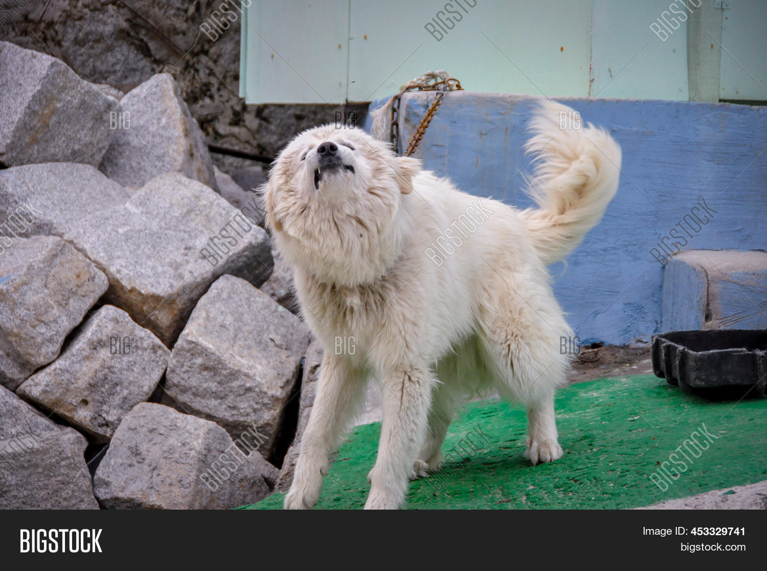 White Dog Chained . Image & Photo (Free Trial) | Bigstock