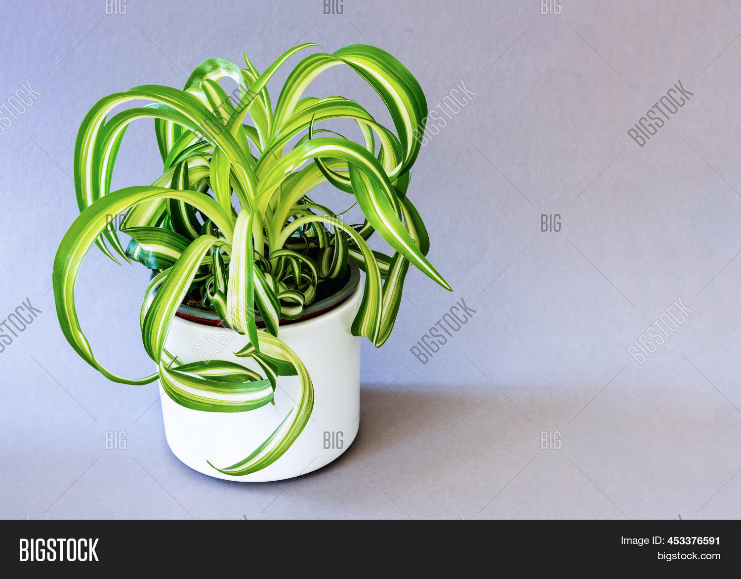 Indoor Ornamental Image & Photo (Free Trial) | Bigstock