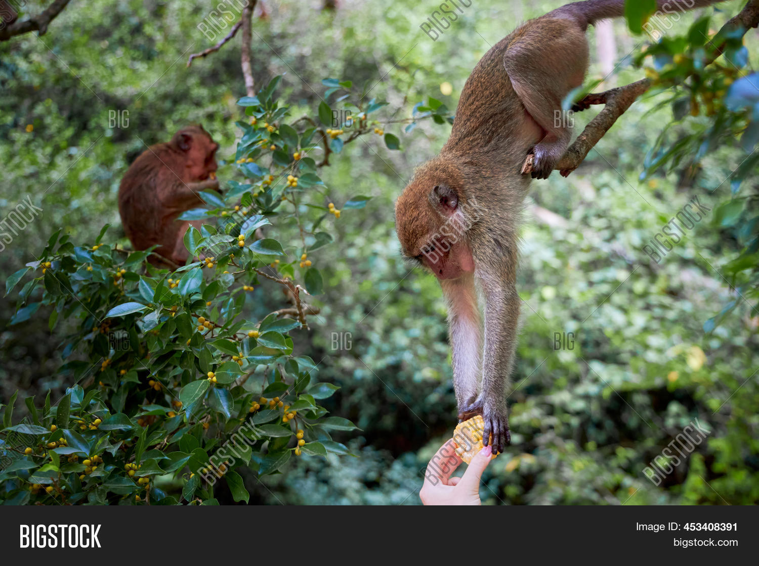 Monkey Grabs By Two Image & Photo (Free Trial) | Bigstock