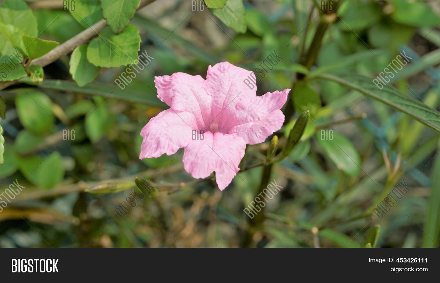 Mayan Pink Color Image & Photo (Free Trial) | Bigstock