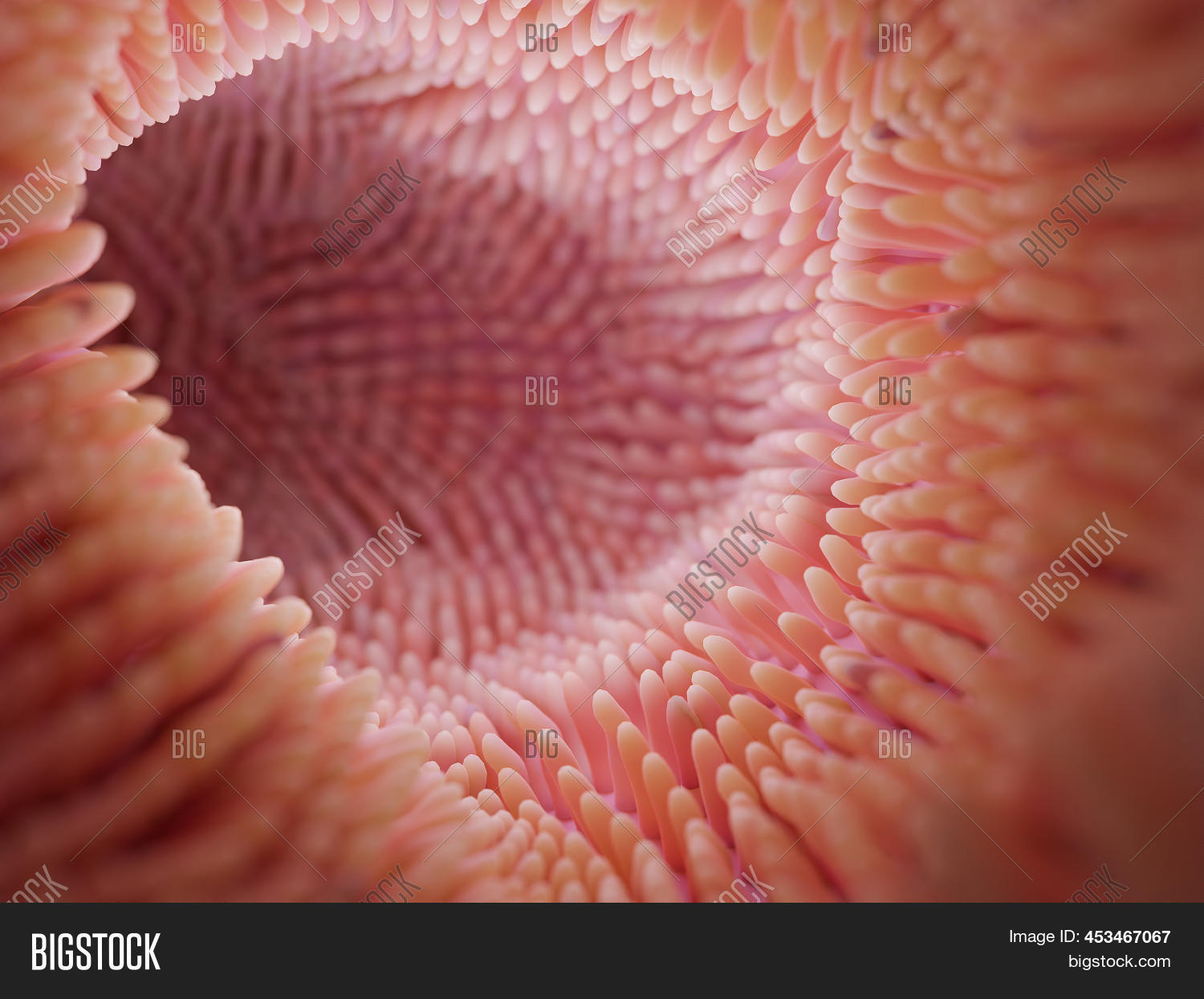 Intestine Microvilli Image & Photo (Free Trial) | Bigstock
