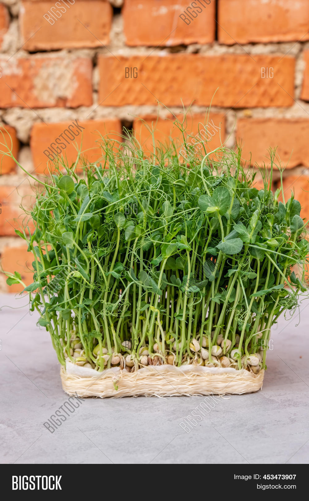 Sprouted Peas. Image & Photo (Free Trial) | Bigstock