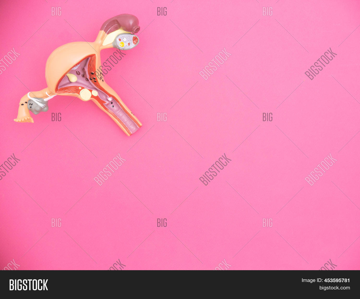 Layout Female Image & Photo (Free Trial) | Bigstock