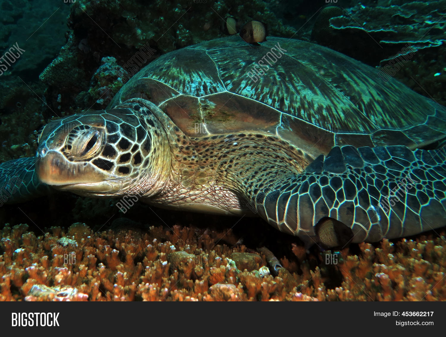 Green Turtle Resting Image & Photo (Free Trial) | Bigstock