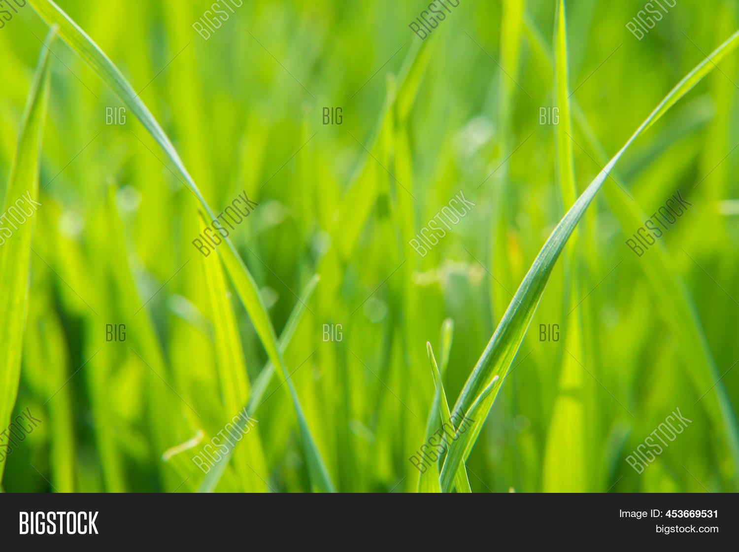 Green Background Grass Image & Photo (Free Trial) | Bigstock