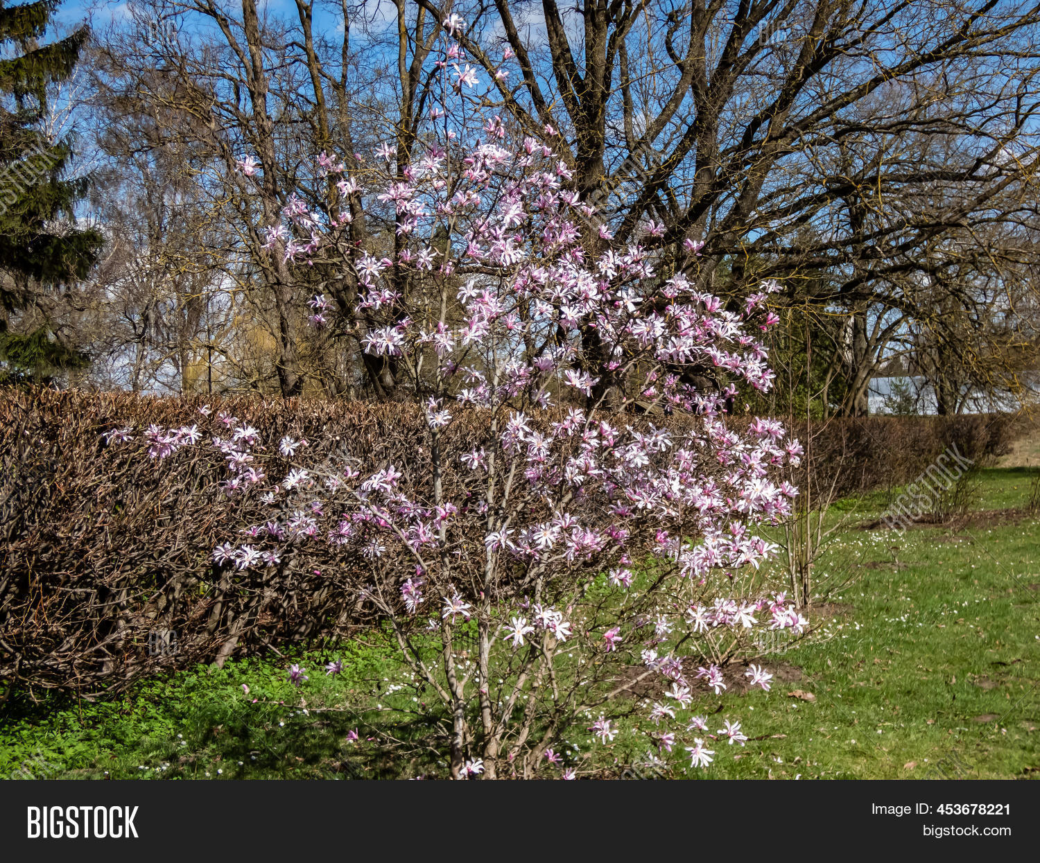 Star Magnolia - Image & Photo (Free Trial) | Bigstock