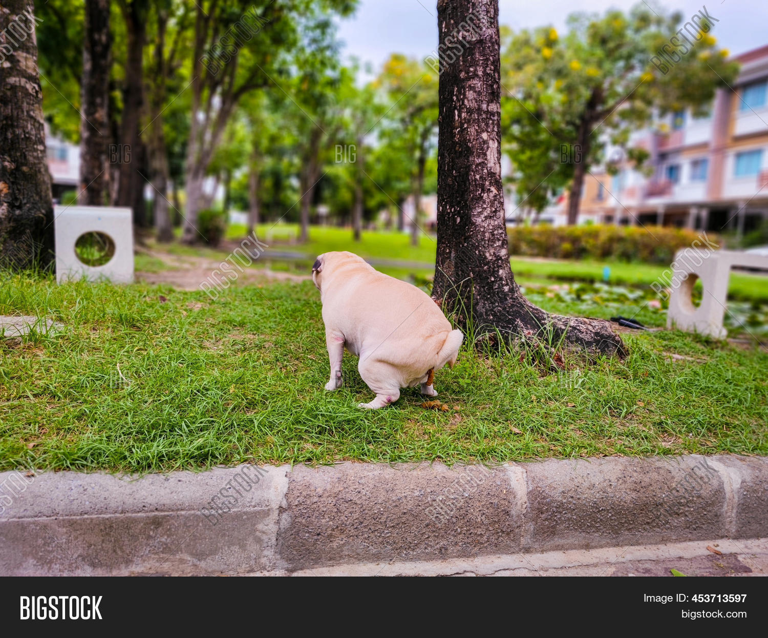 White Pug Pooping On Image & Photo (Free Trial) | Bigstock