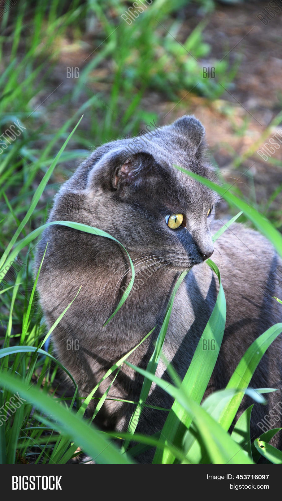 Cat Chartreuse Breed Image & Photo (Free Trial) | Bigstock