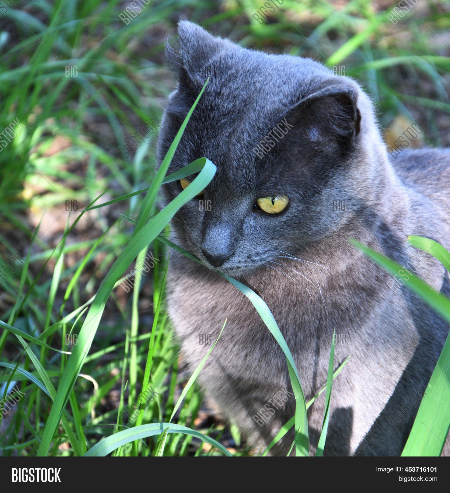 Cat Chartreuse Breed Image & Photo (Free Trial) | Bigstock