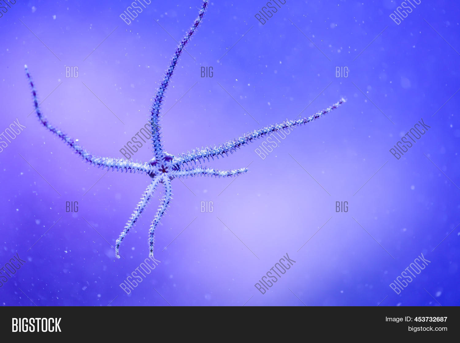 Snake Starfish Six Image & Photo (Free Trial) | Bigstock