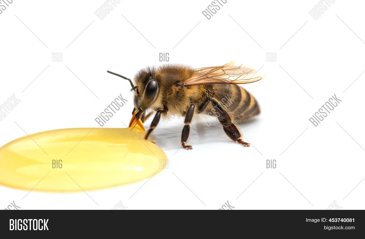 Bee Drinks Honey On Image & Photo (Free Trial) | Bigstock