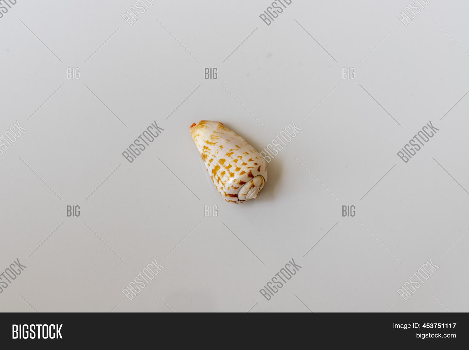 Single Seashell On Image & Photo (Free Trial) | Bigstock