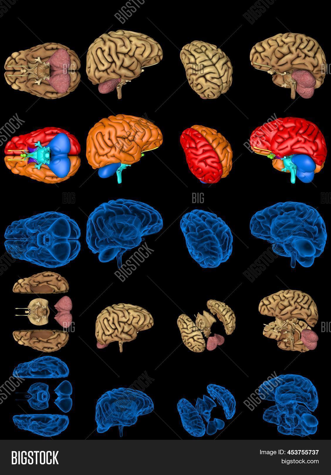 Set Isolated Brain Image & Photo (Free Trial) | Bigstock