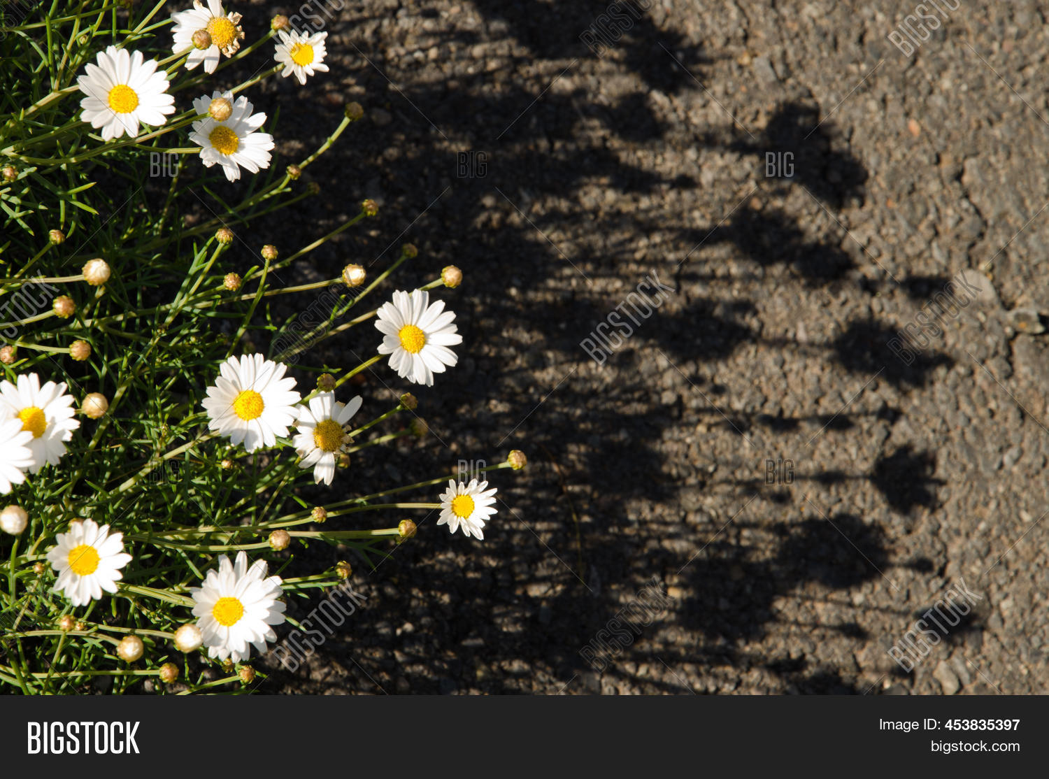 Flowers Paris Daisy Image & Photo (Free Trial) | Bigstock