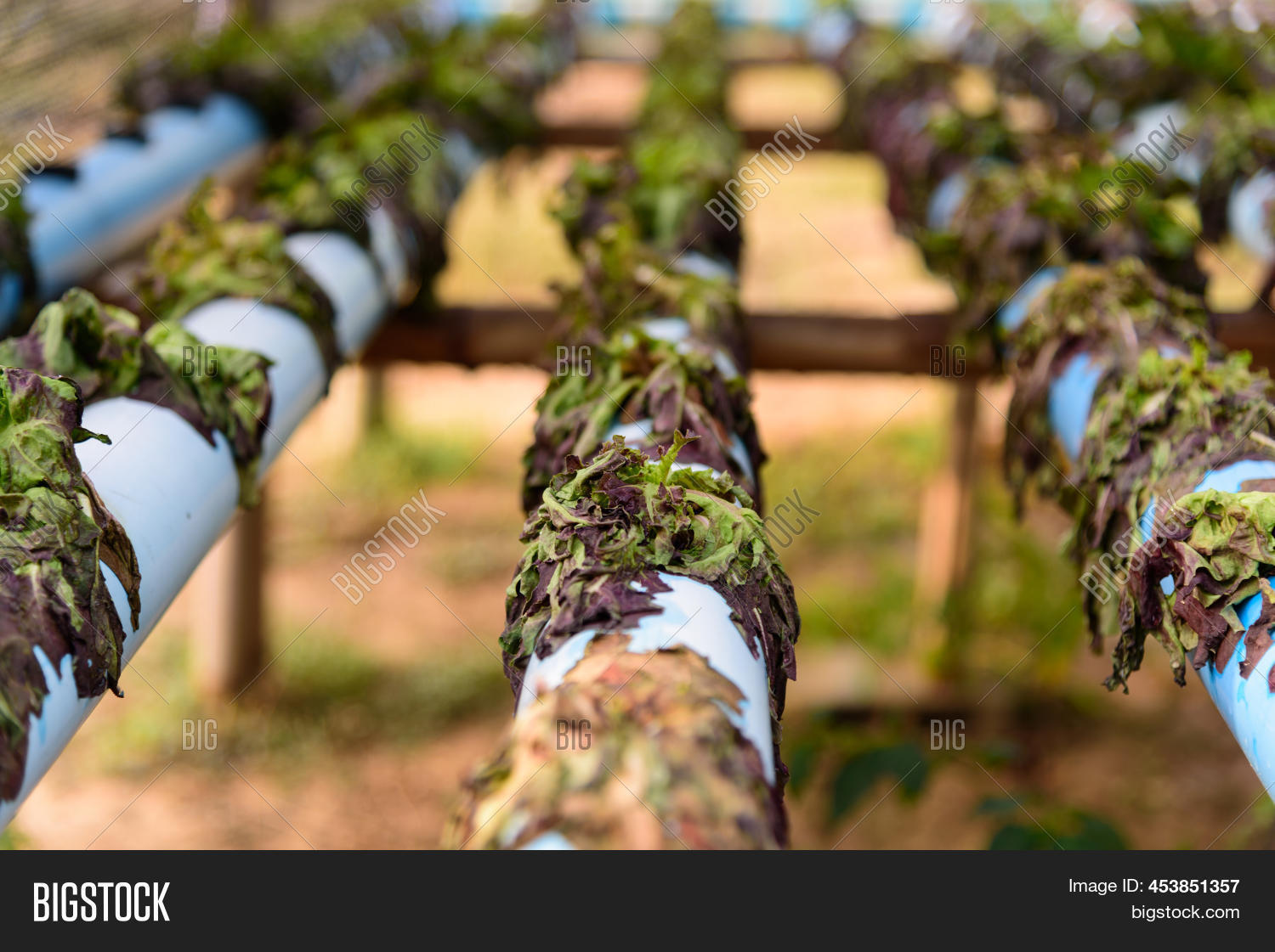 Dead Red Oak Lettuce Image & Photo (Free Trial) | Bigstock