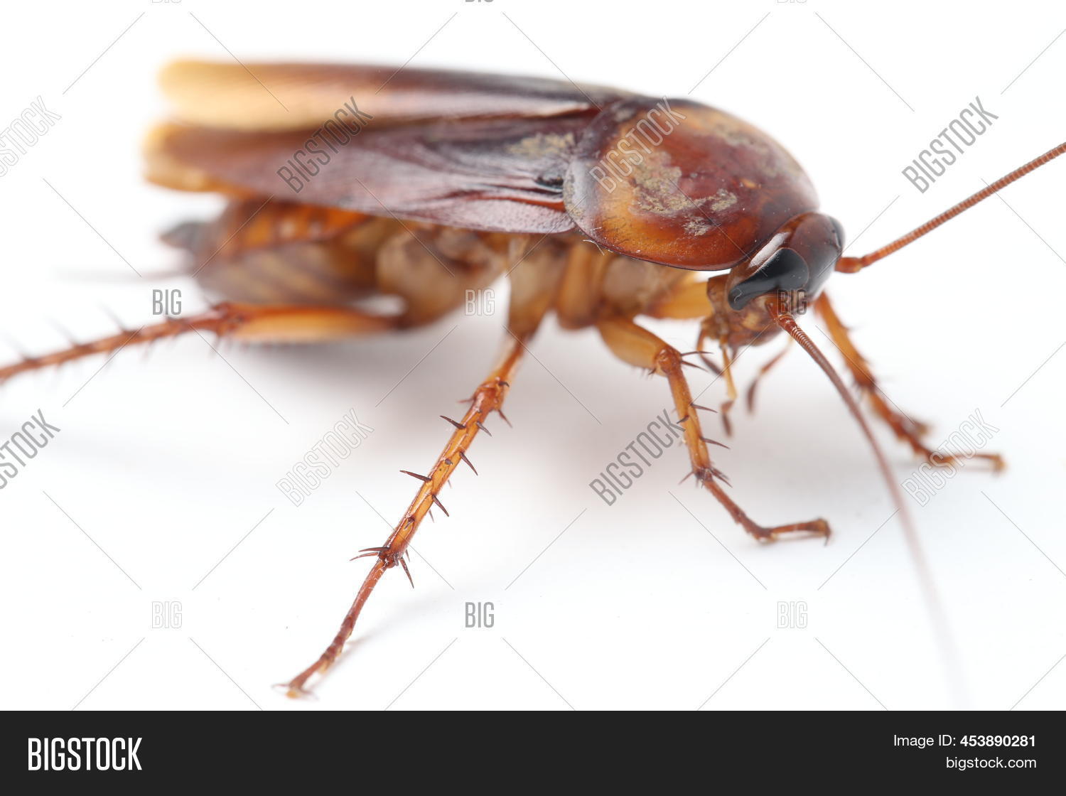 Cockroach Isolated On Image & Photo (Free Trial) | Bigstock