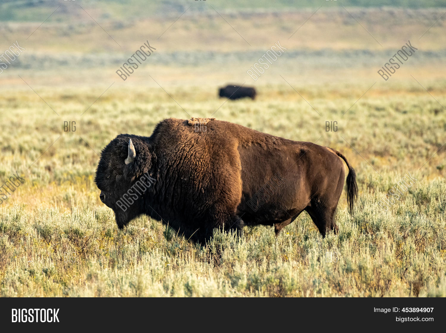 Profile Male Bison Image & Photo (Free Trial) | Bigstock