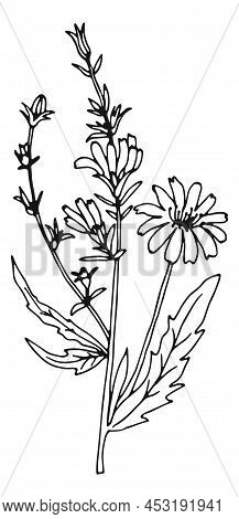 Chicory Drawing. Vector & Photo (Free Trial) | Bigstock