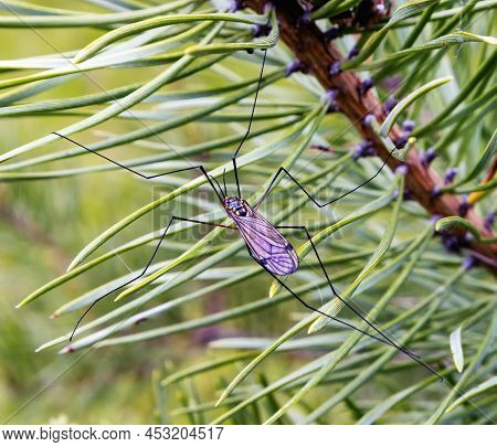 Long-legged Insect Image & Photo (Free Trial) | Bigstock
